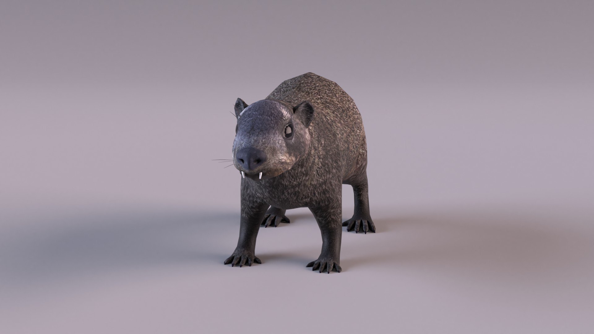 Rock Hyrax 3D Model - TurboSquid 1739944