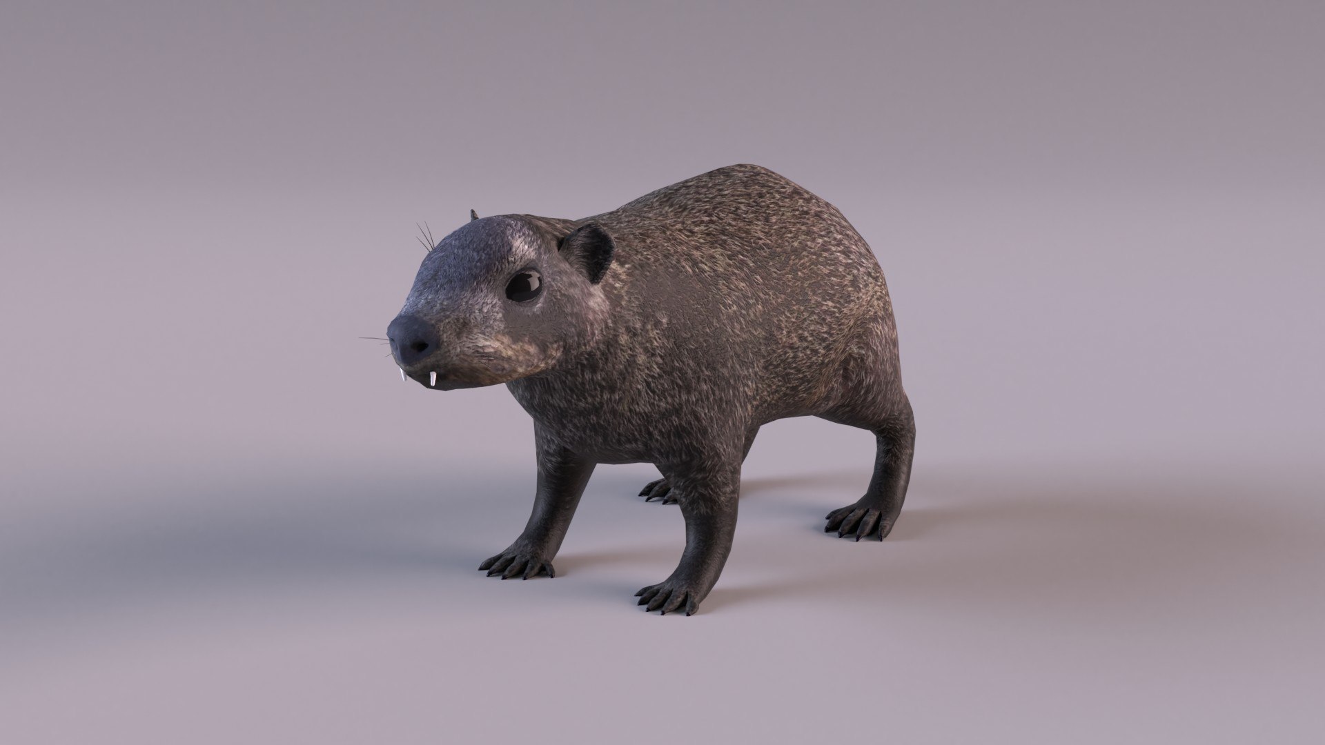 Rock Hyrax 3D Model - TurboSquid 1739944