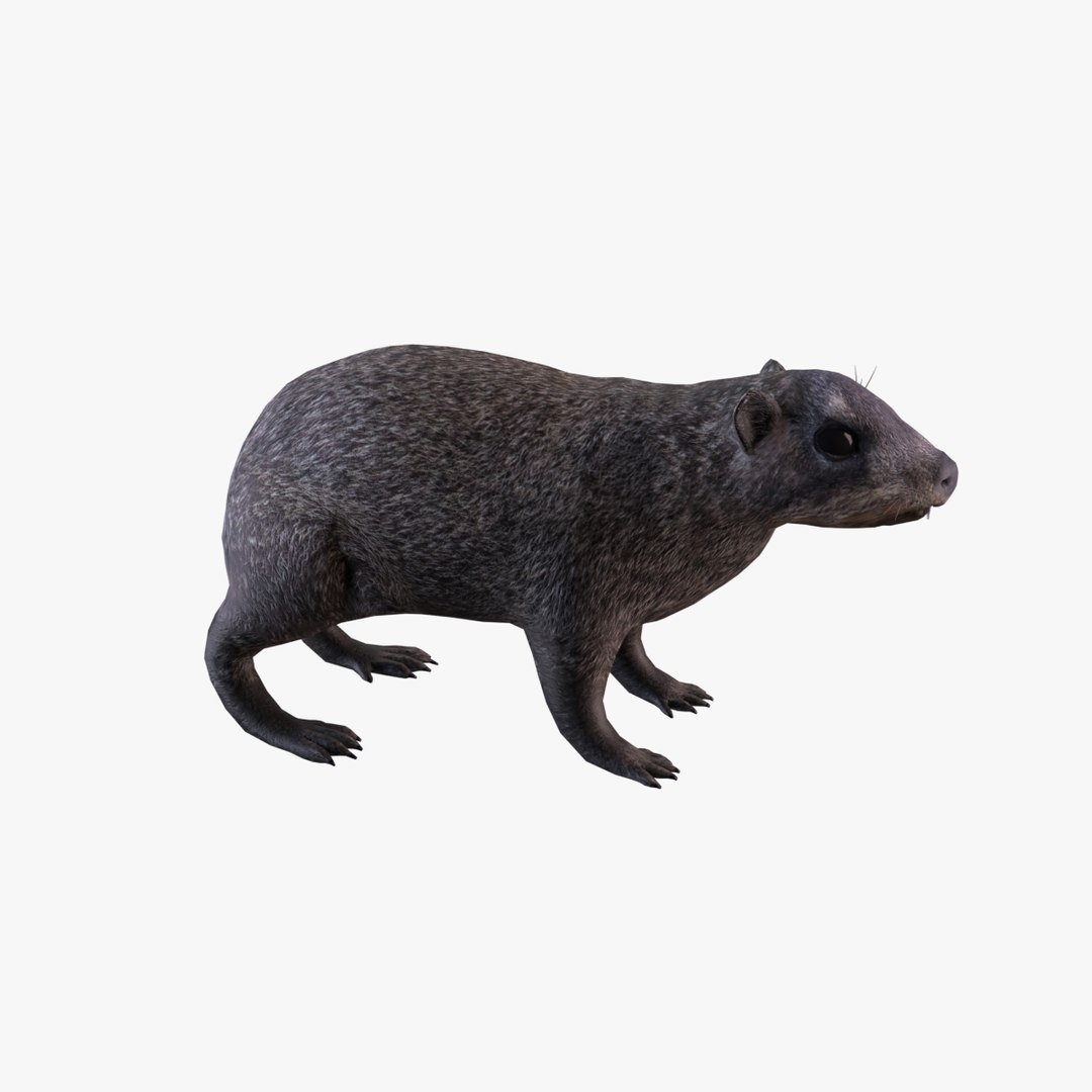 Rock hyrax 3D model - TurboSquid 1739944