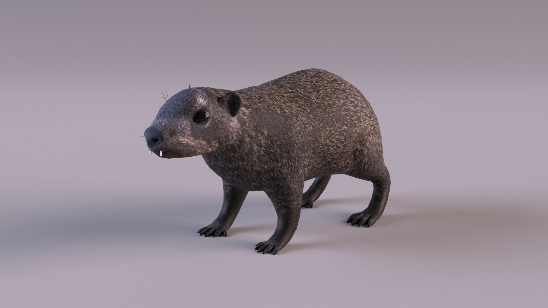 Rock Hyrax 3D Model - TurboSquid 1739944