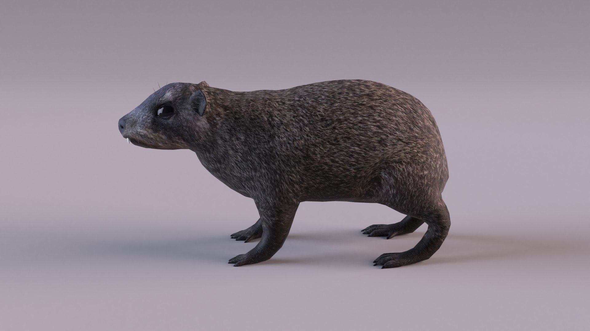 Rock Hyrax 3D Model - TurboSquid 1739944