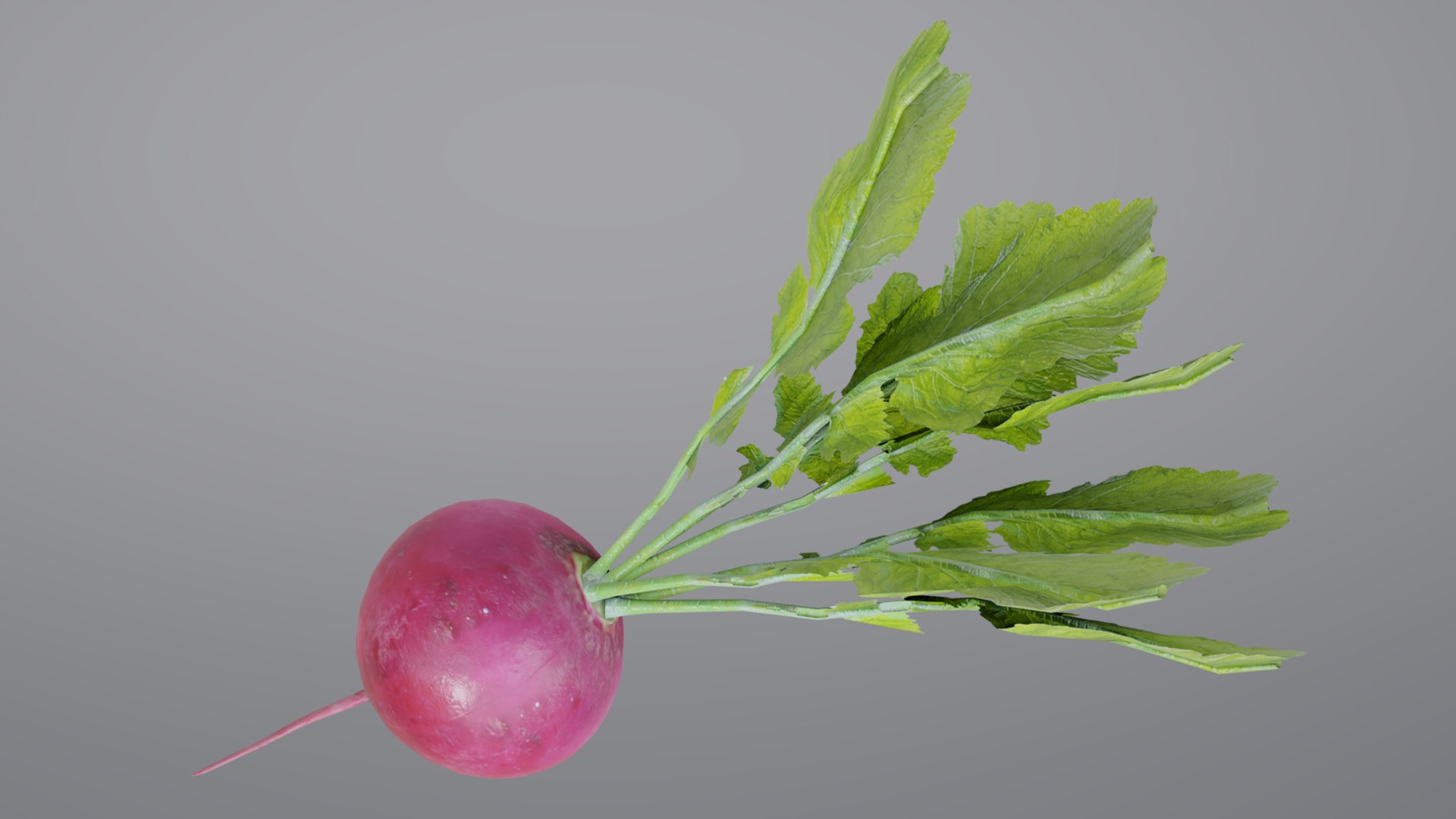 3D Radish - TurboSquid 1948419