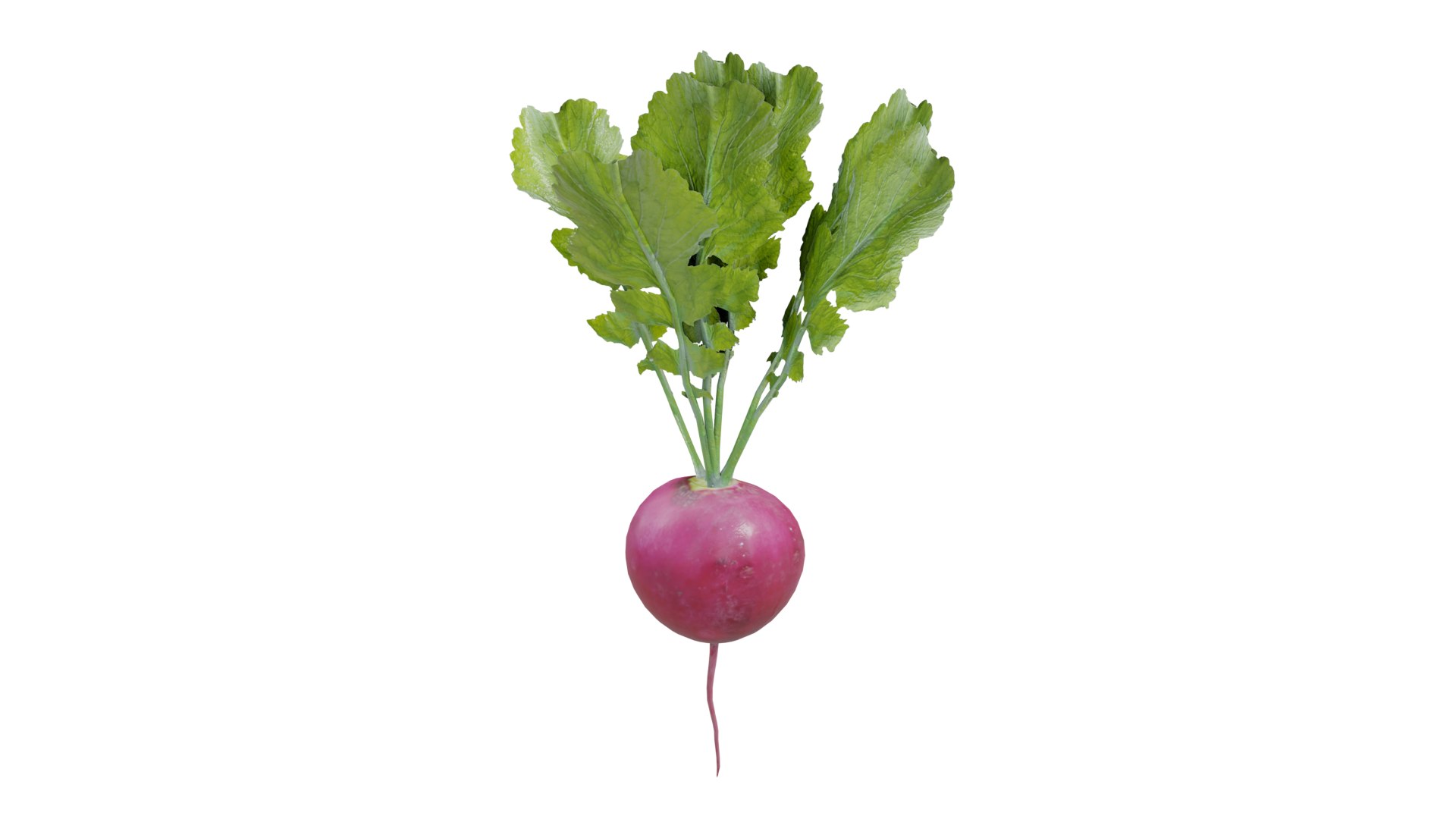3D Radish - TurboSquid 1948419