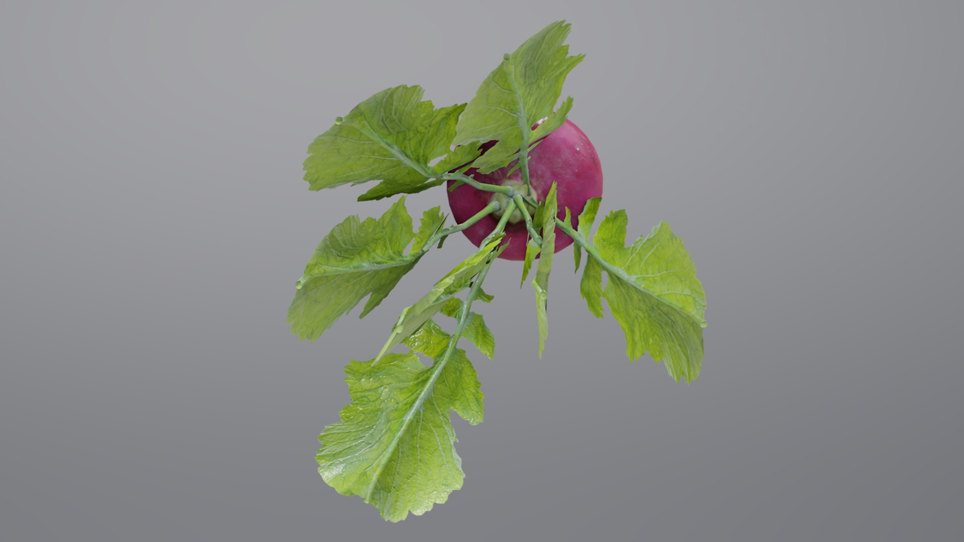 3D Radish - TurboSquid 1948419