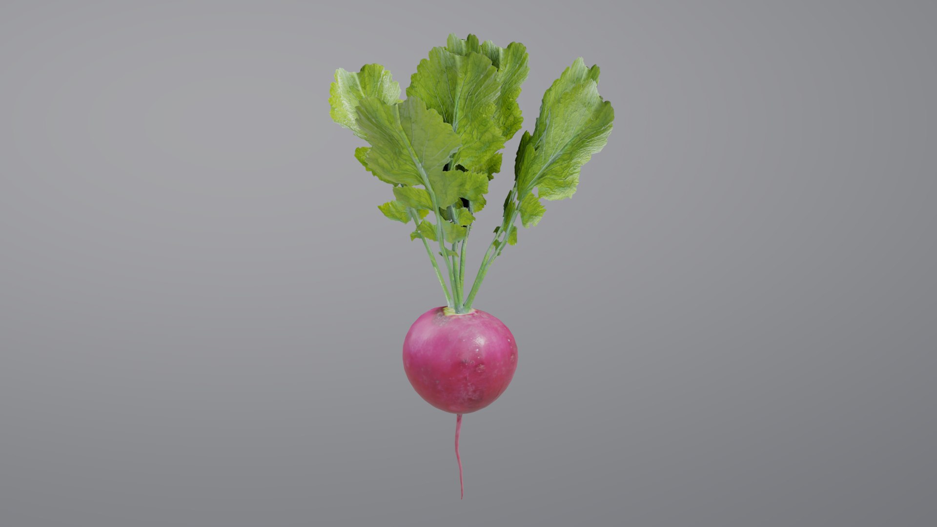 3D Radish - TurboSquid 1948419