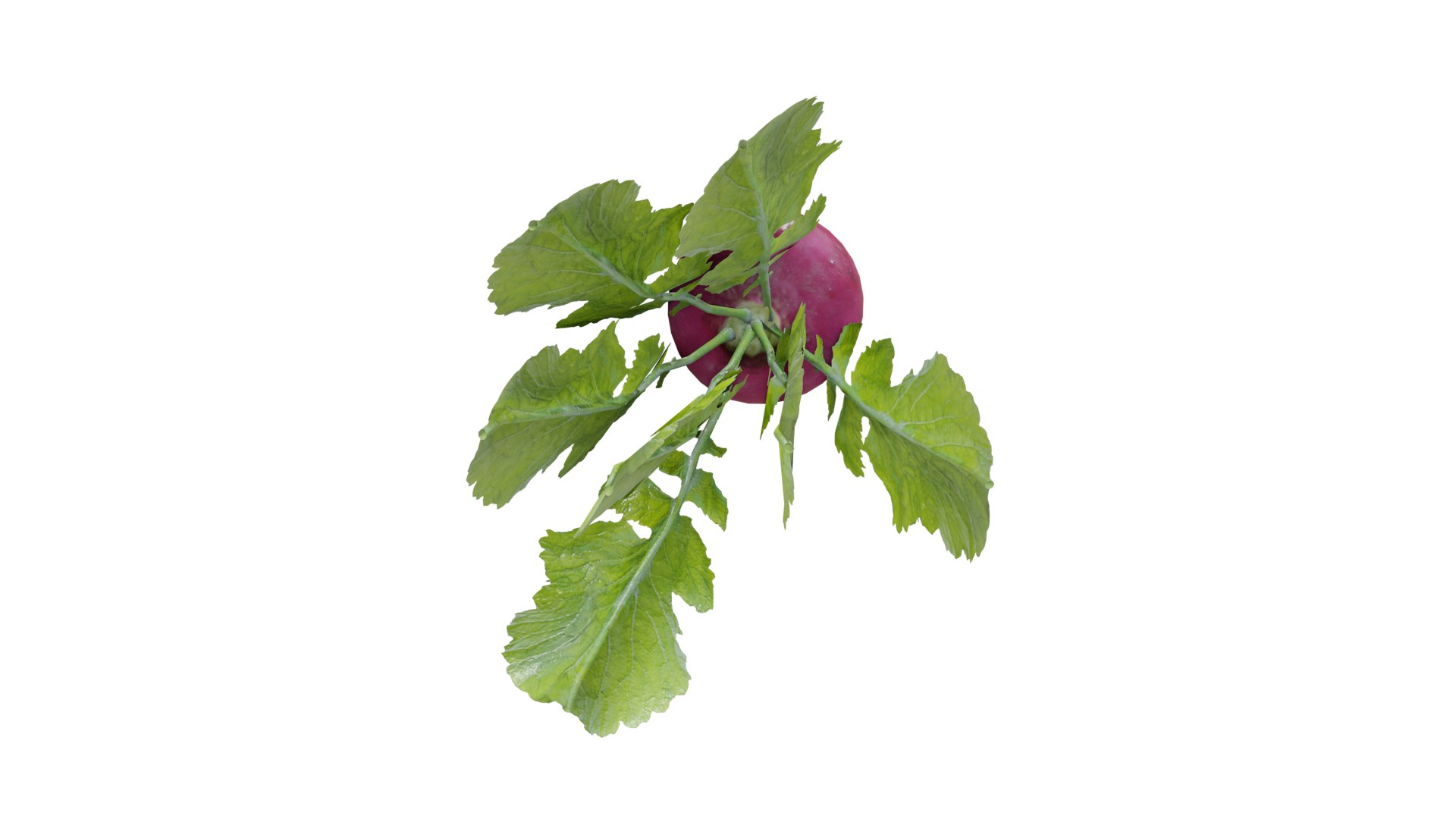 3D Radish - TurboSquid 1948419