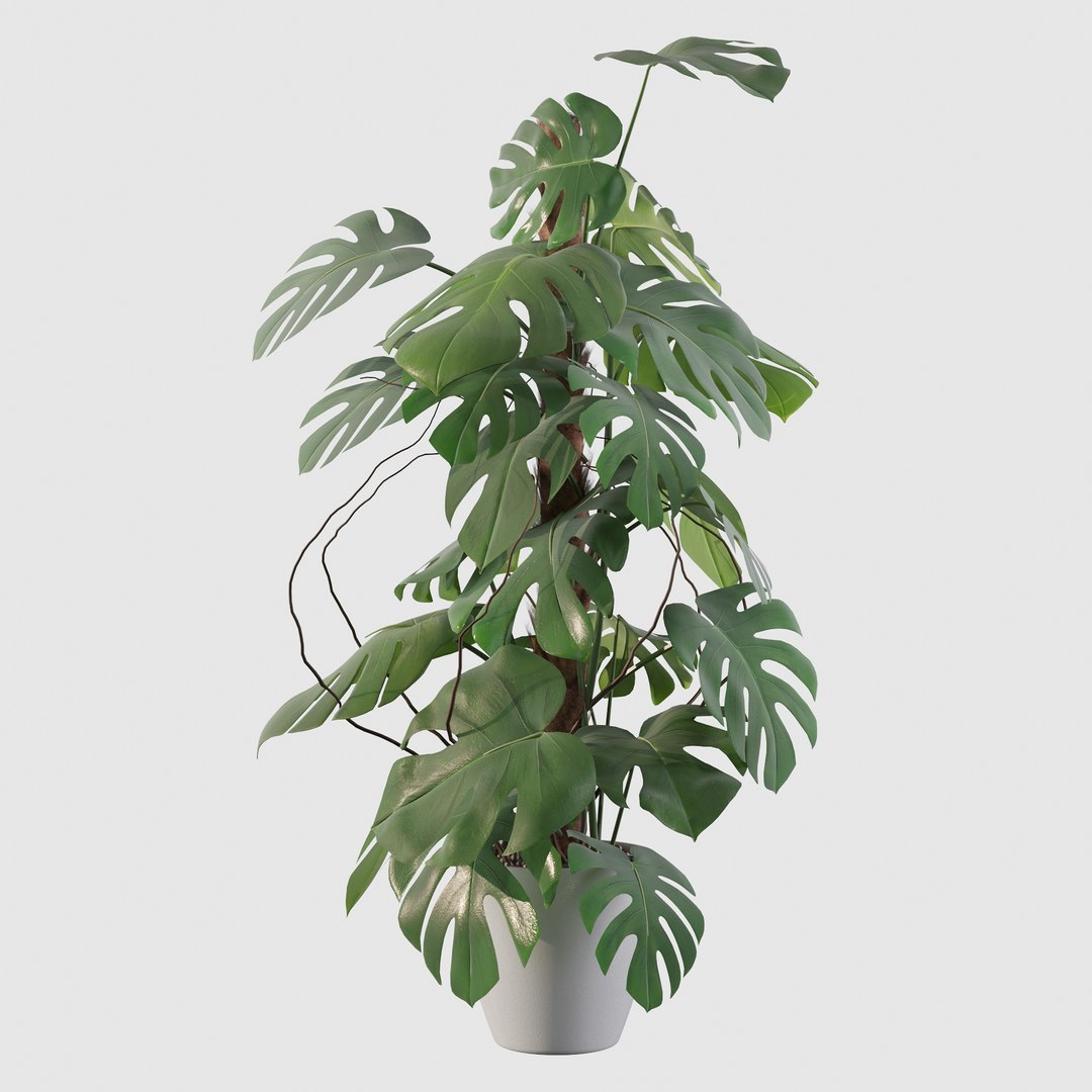 3D Monstera 150cm - TurboSquid 1878495