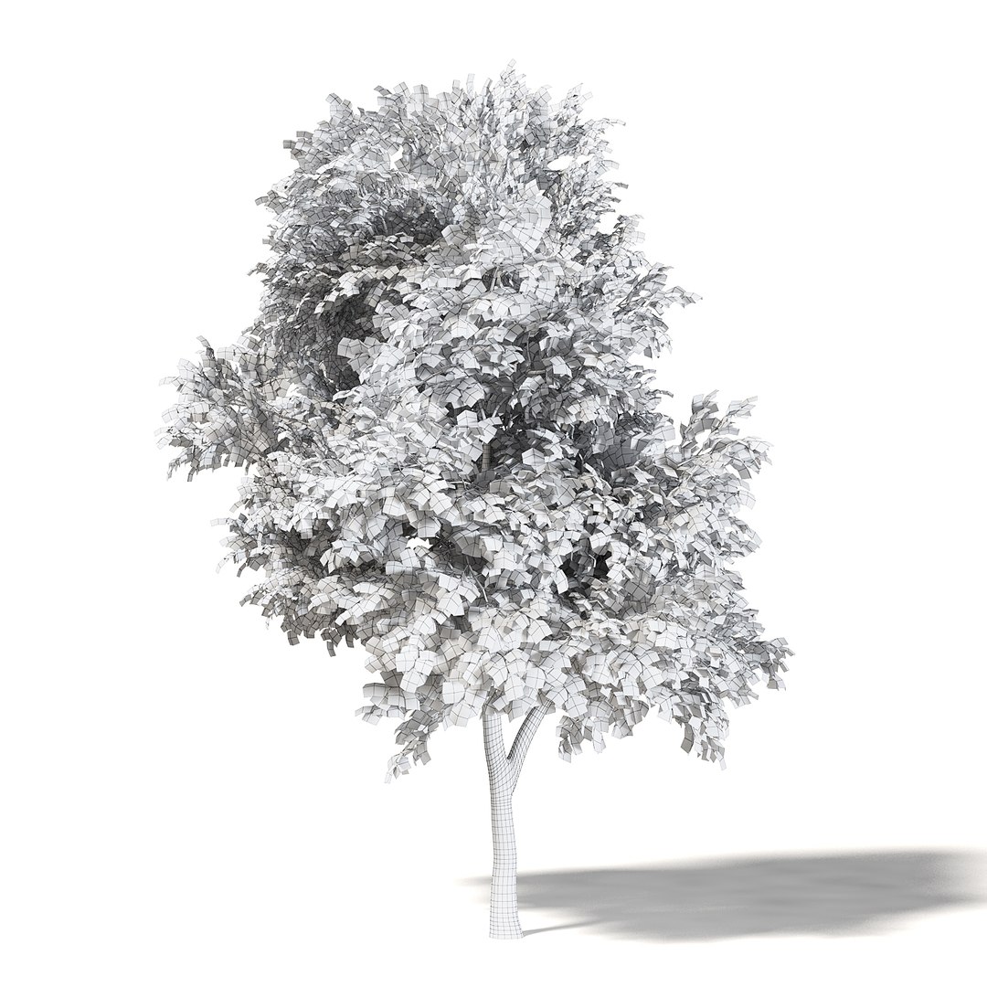 Mountain Ash 7 7m 3D Model - TurboSquid 1399357