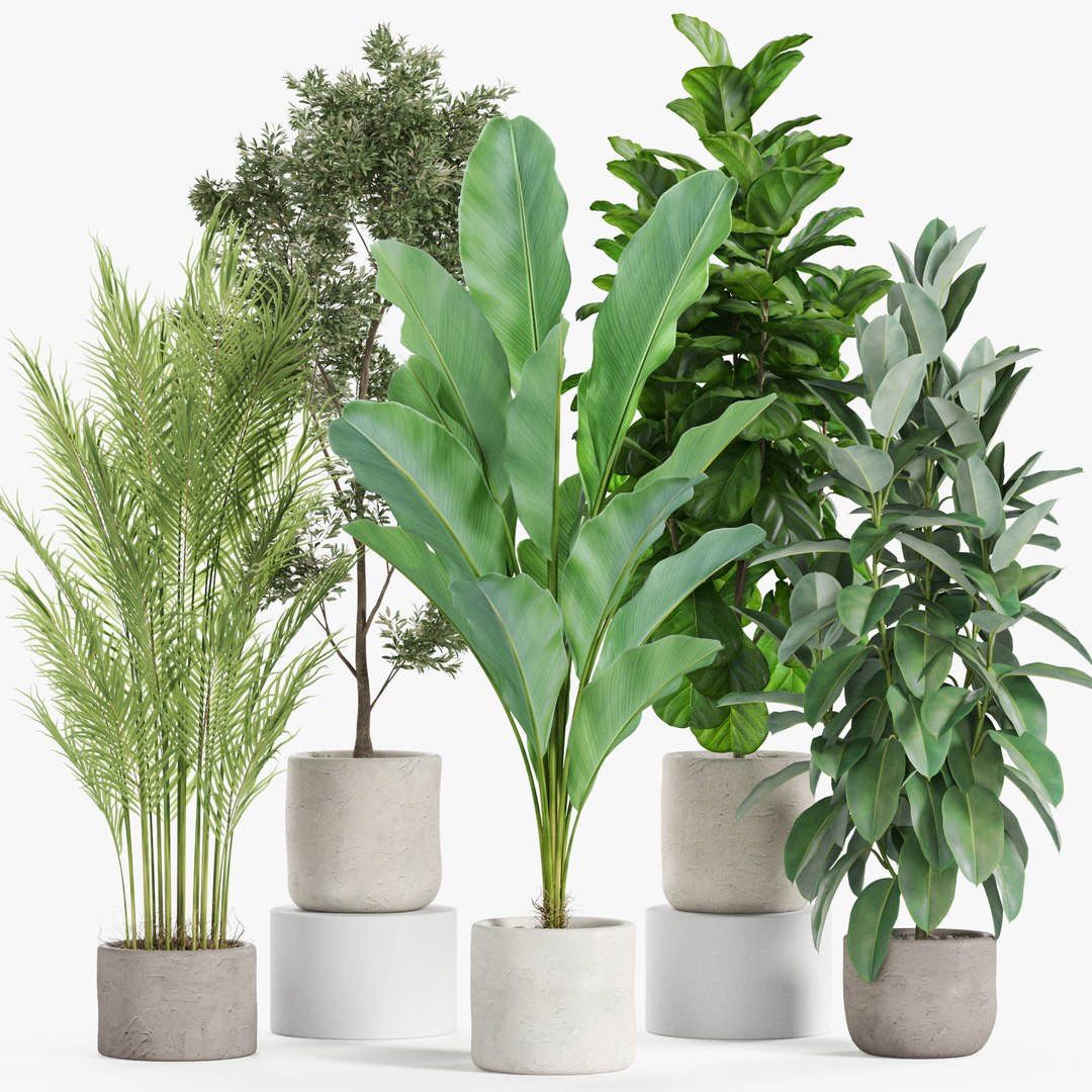 3D Plants Collection 951 - TurboSquid 2101372
