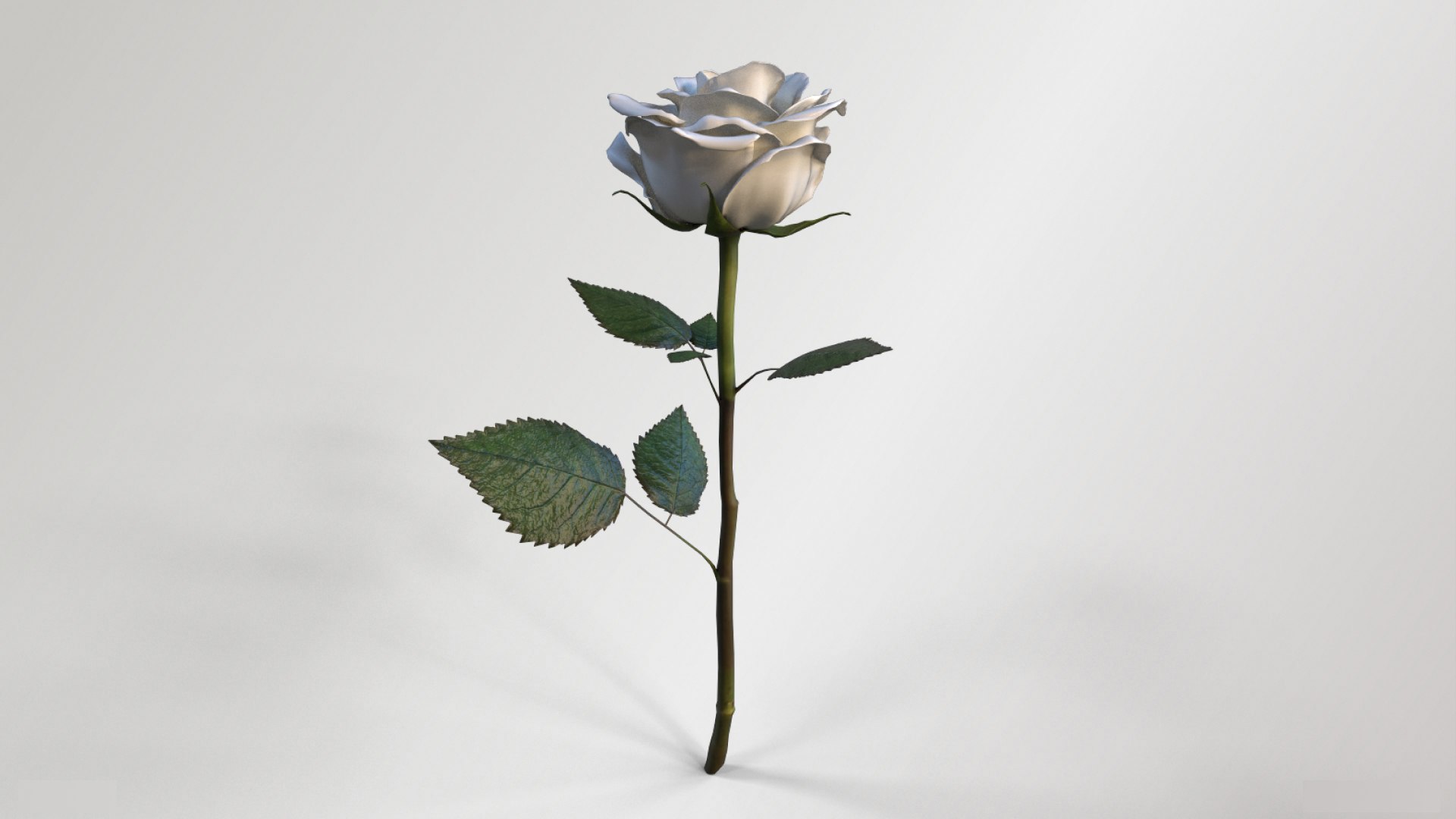 Single White Rose Model - TurboSquid 2276747