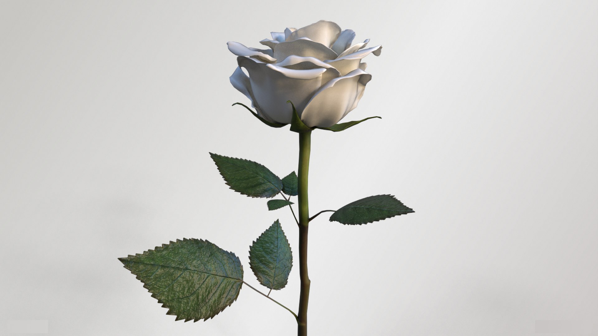 Single White Rose Model - TurboSquid 2276747