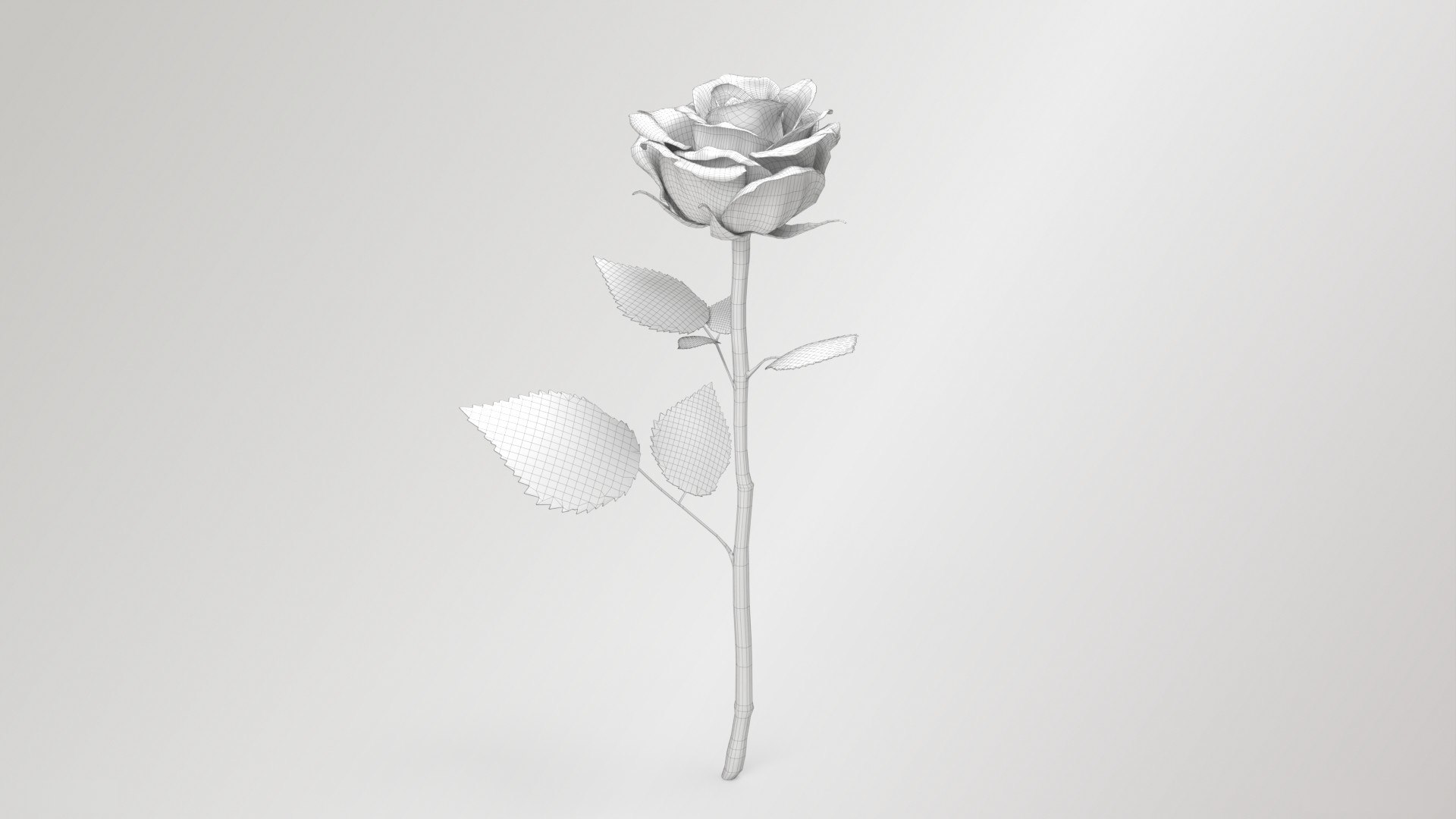 Single White Rose Model - TurboSquid 2276747