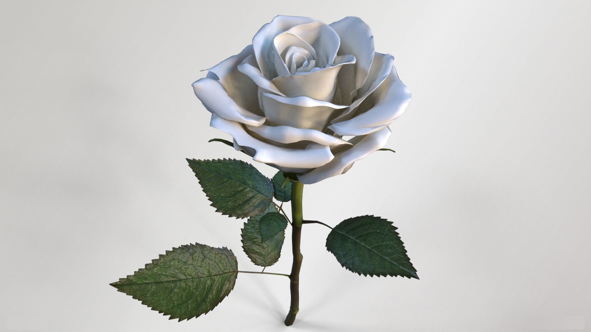 Single White Rose Model - TurboSquid 2276747