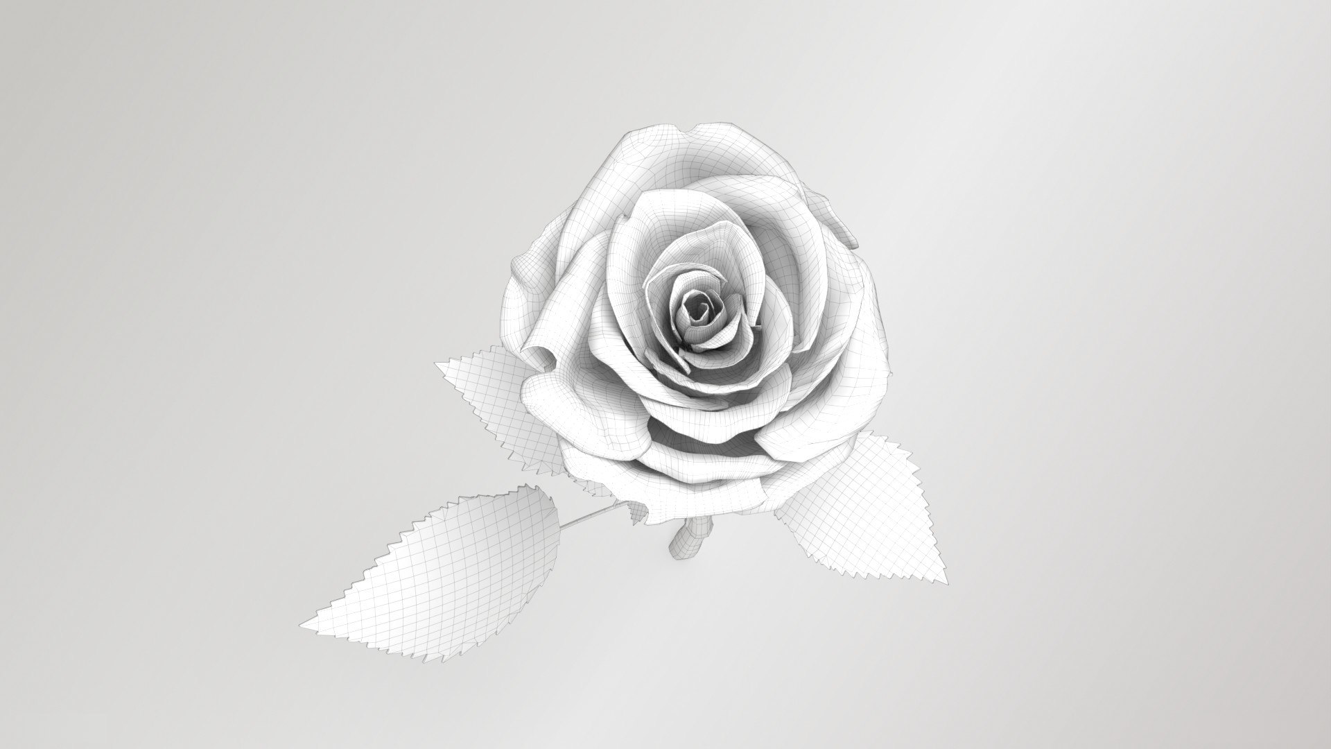 Single White Rose Model - TurboSquid 2276747
