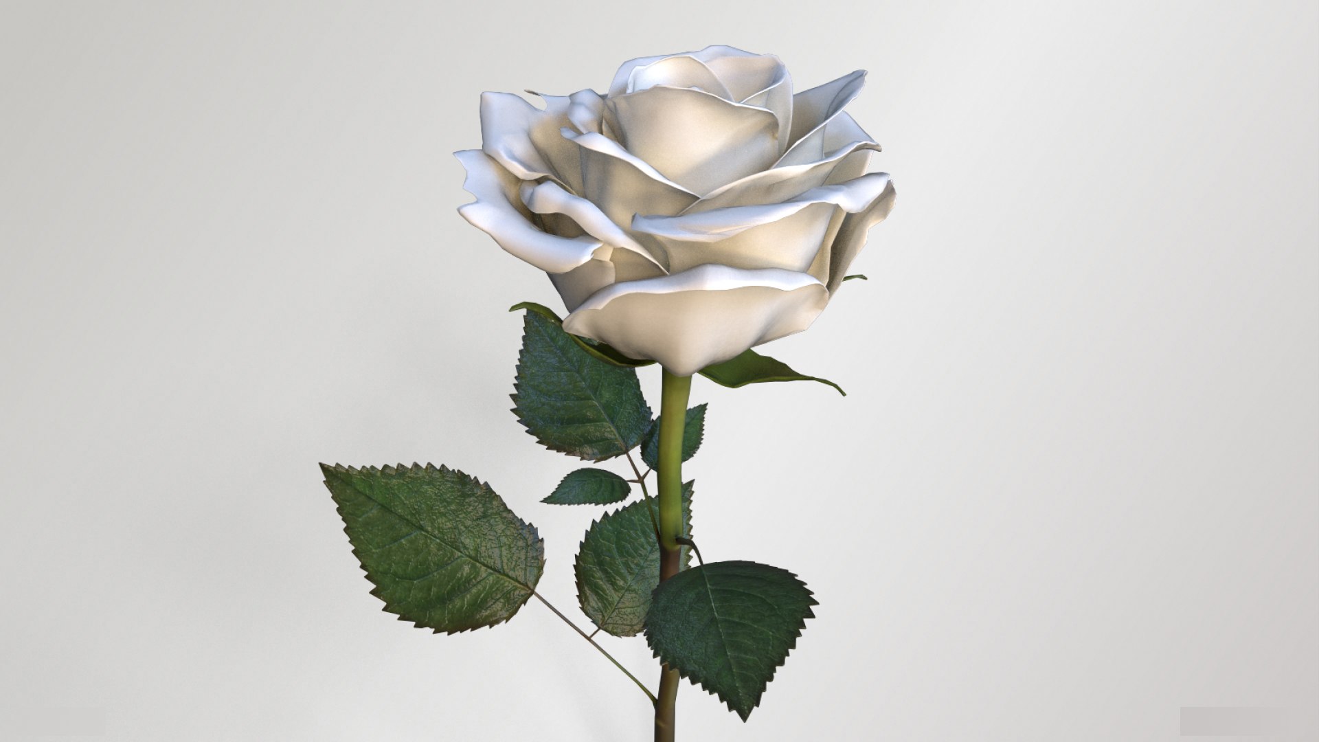 Single White Rose Model - TurboSquid 2276747
