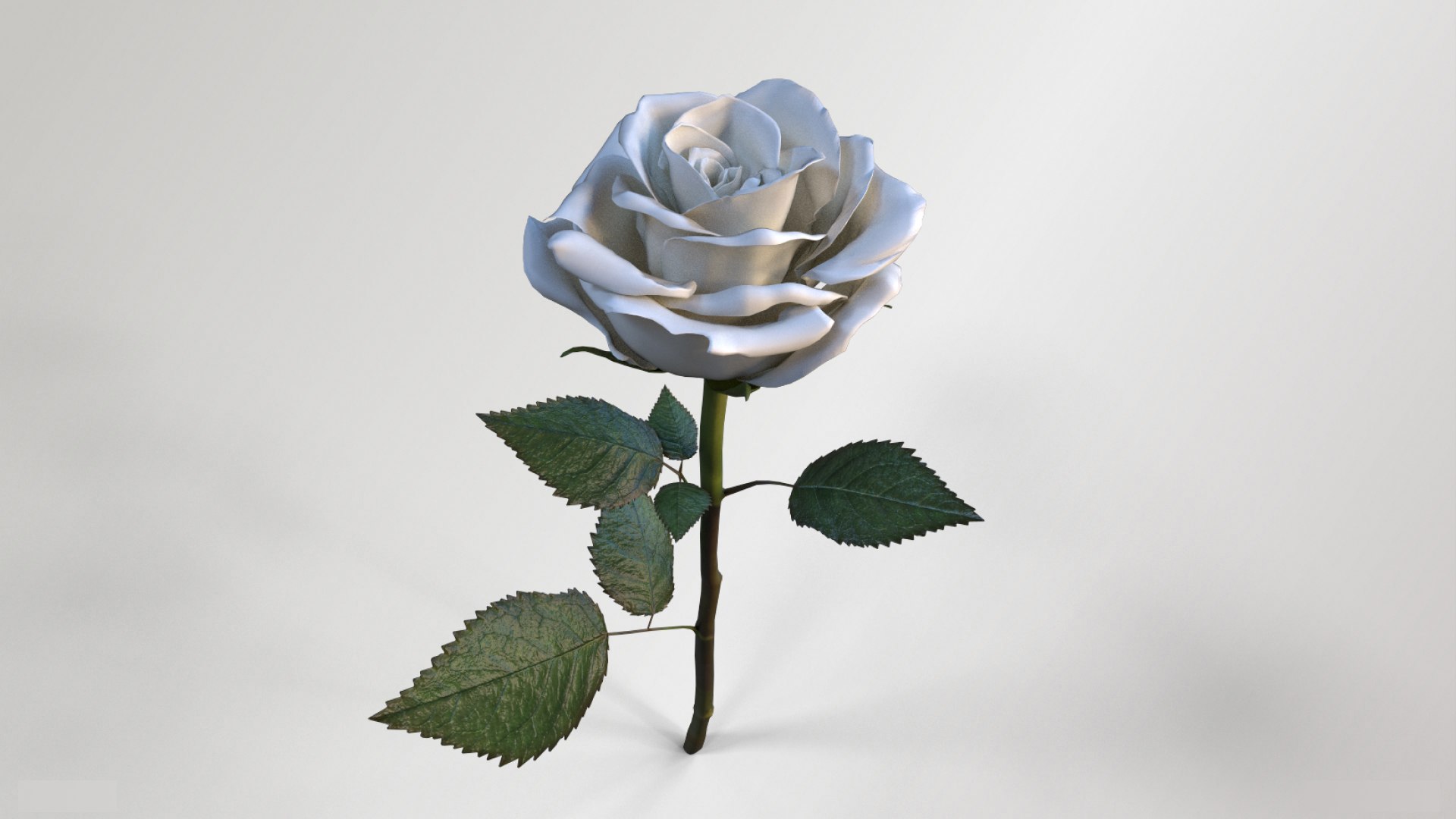 Single White Rose Model - TurboSquid 2276747