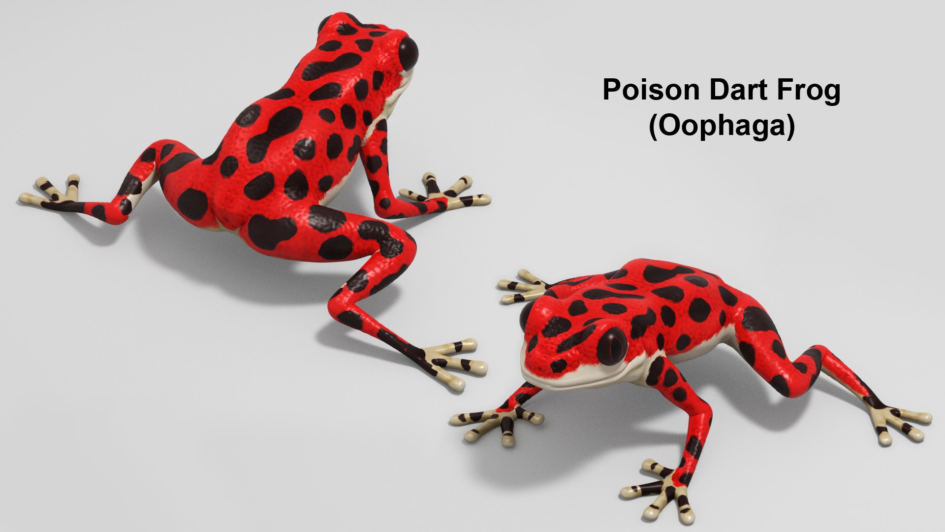 3D Red Oophaga Model - TurboSquid 2187466