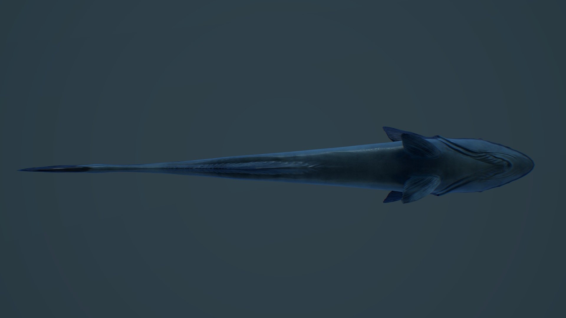 Remora Fish Low-poly 3D Model 3D Model - TurboSquid 1981817