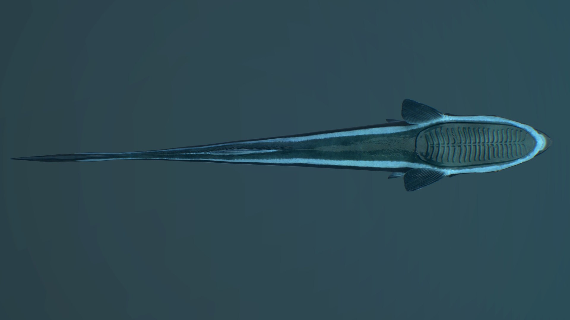 Remora Fish Low-poly 3D Model 3D Model - TurboSquid 1981817