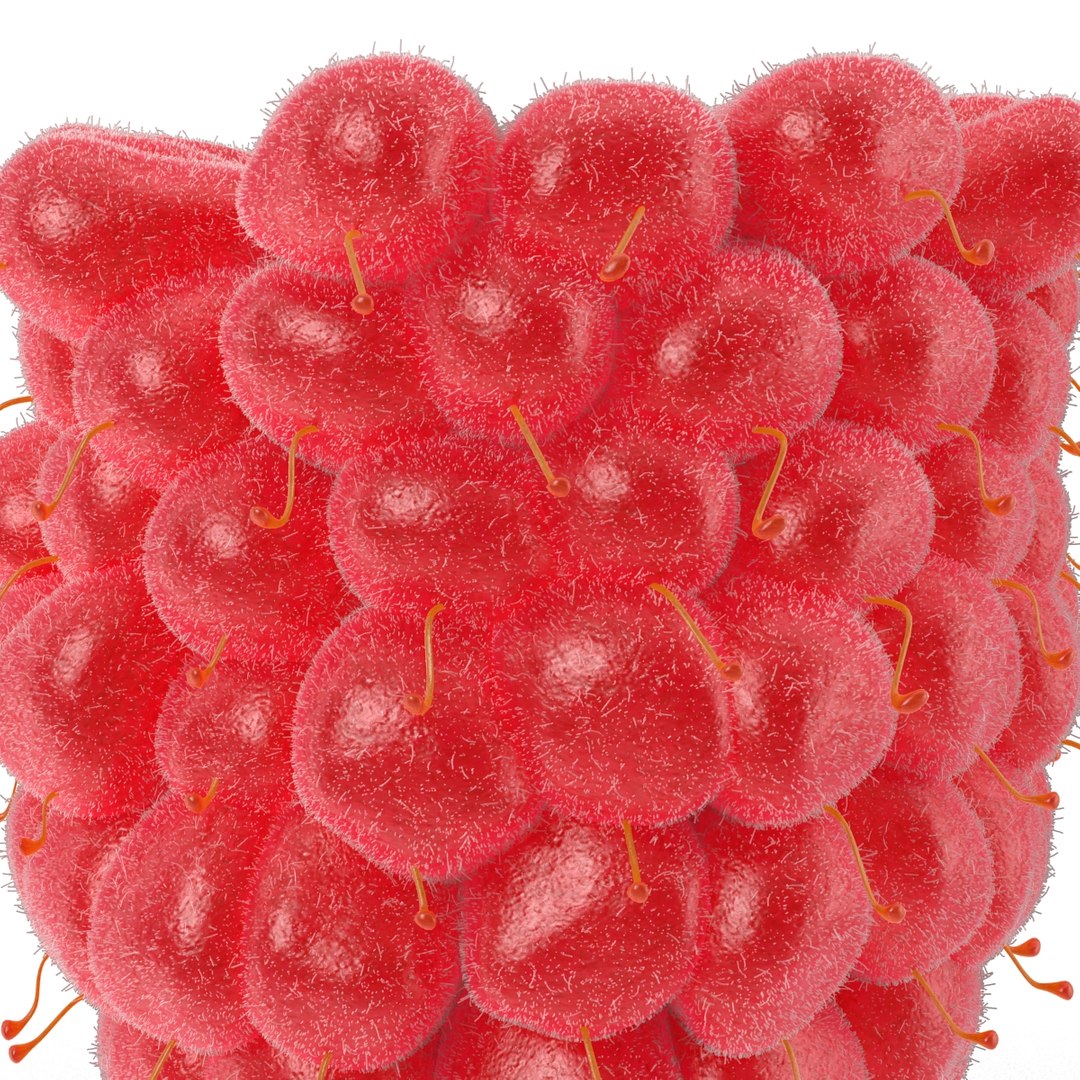3d model of raspberry 6 fur