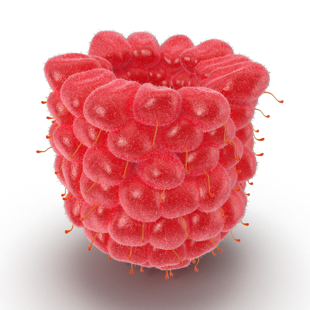 3d model of raspberry 6 fur