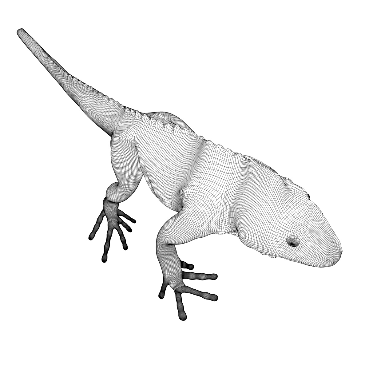 3d model leguan zbrush 3