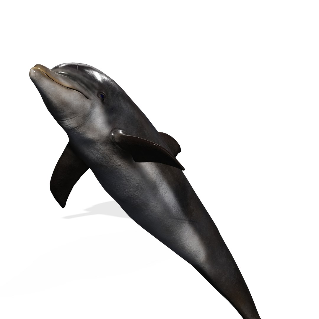 3D DOLPHIN RIGGED ANIMATED FISH - TurboSquid 2381444