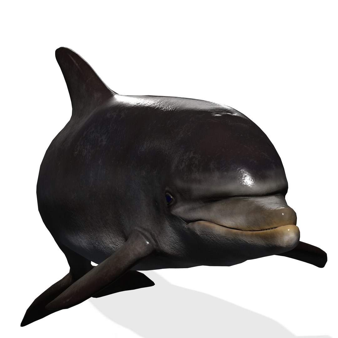 3D DOLPHIN RIGGED ANIMATED FISH - TurboSquid 2381444