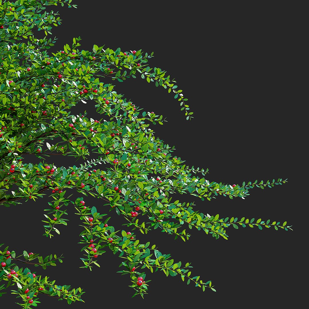 3D Cotoneaster Dammeri Coral Beauty With Berries Model - TurboSquid 2209218