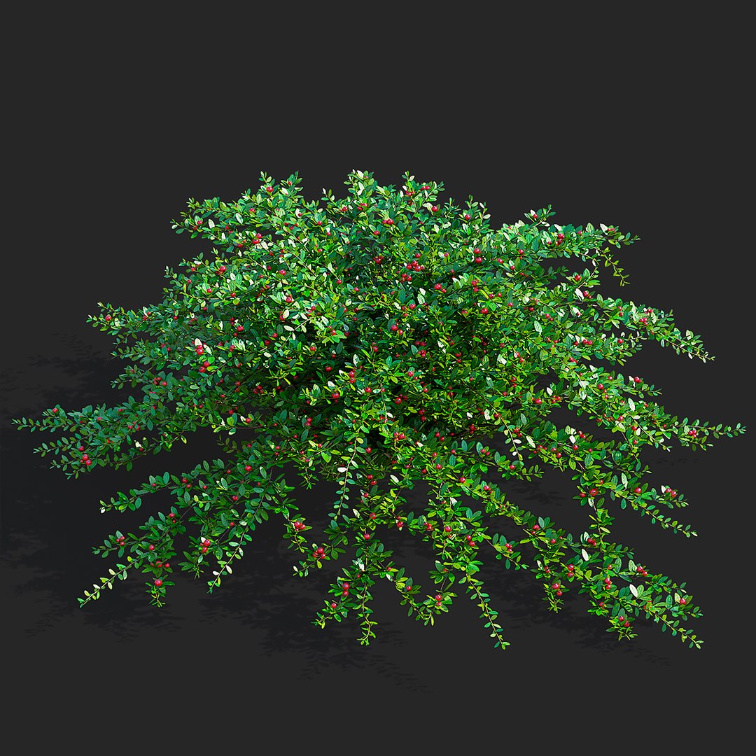 3D Cotoneaster Dammeri Coral Beauty With Berries Model - TurboSquid 2209218