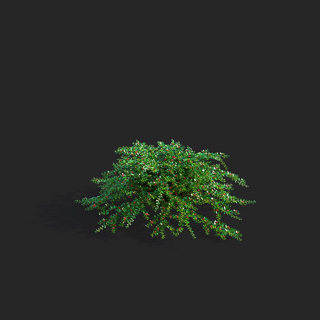 3D Cotoneaster Dammeri Coral Beauty With Berries Model - TurboSquid 2209218