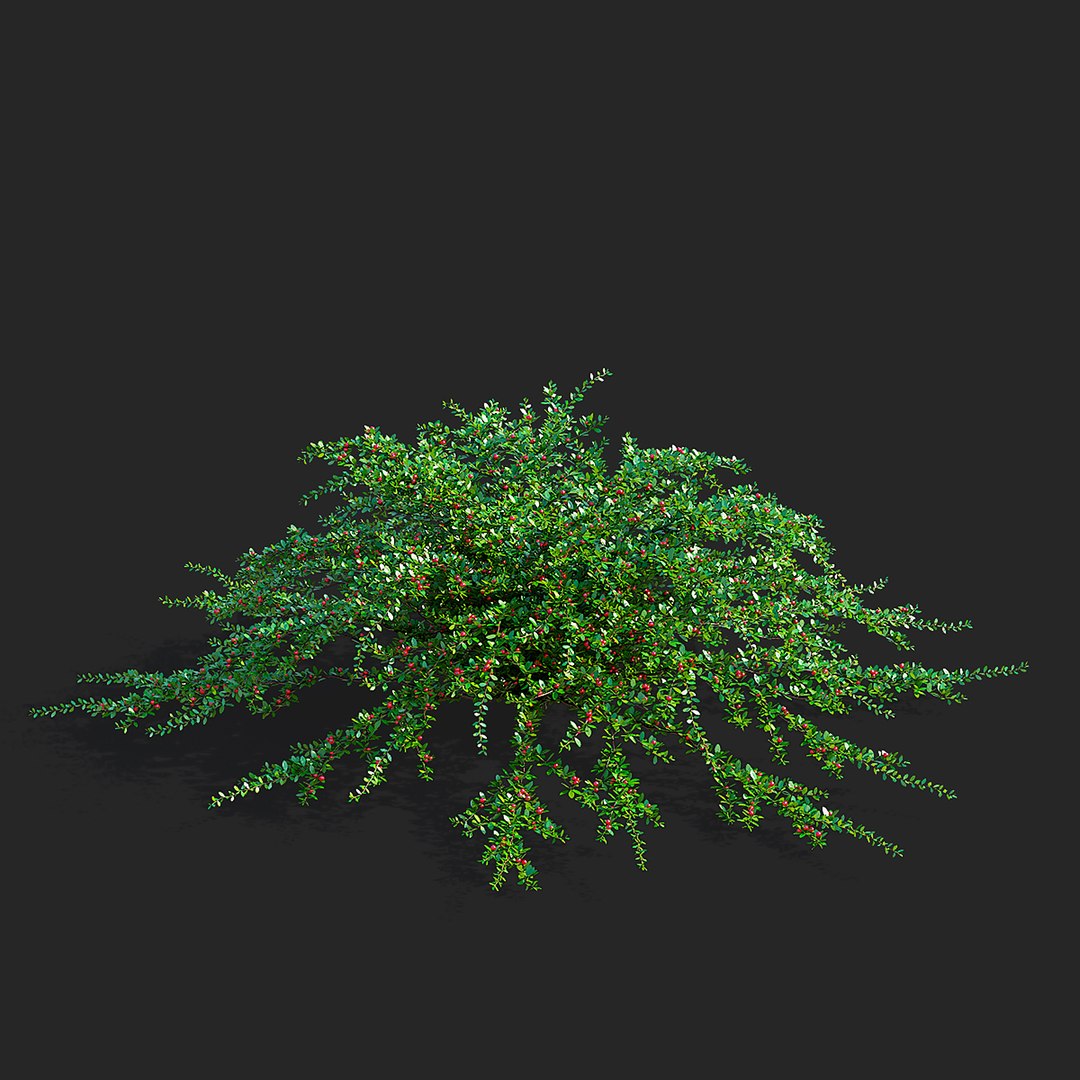 3D Cotoneaster Dammeri Coral Beauty With Berries Model - TurboSquid 2209218