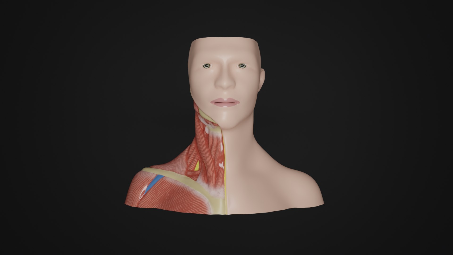 3D Human Anatomy-Neck Lateral Superficial View - TurboSquid 2218734