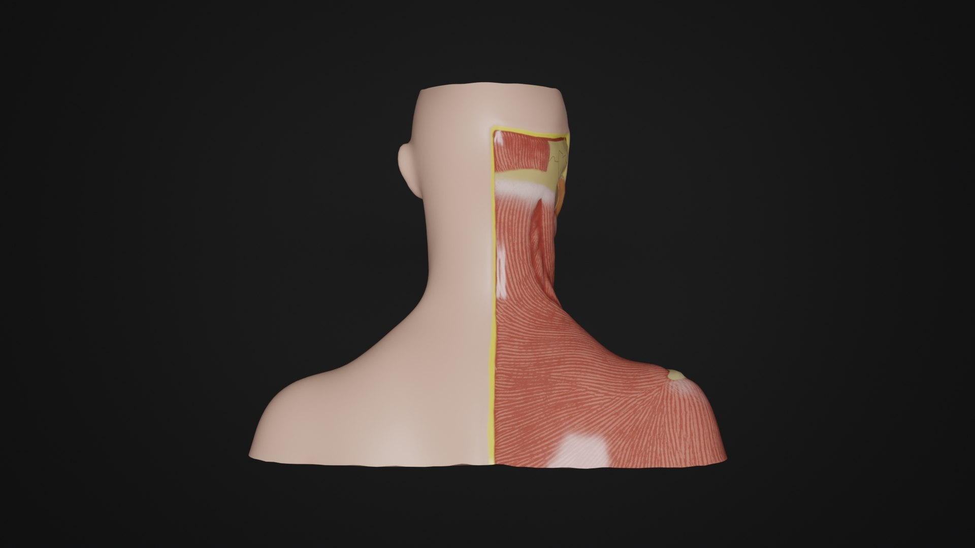 3D Human Anatomy-Neck Lateral Superficial View - TurboSquid 2218734
