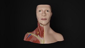 Neck 3D Models for Download | TurboSquid