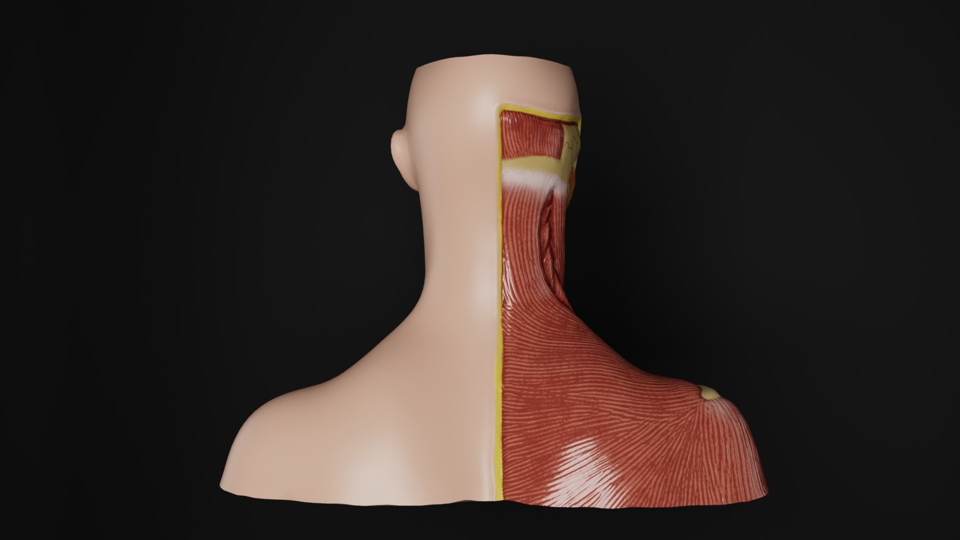 3D Human Anatomy-Neck Lateral Superficial View - TurboSquid 2218734