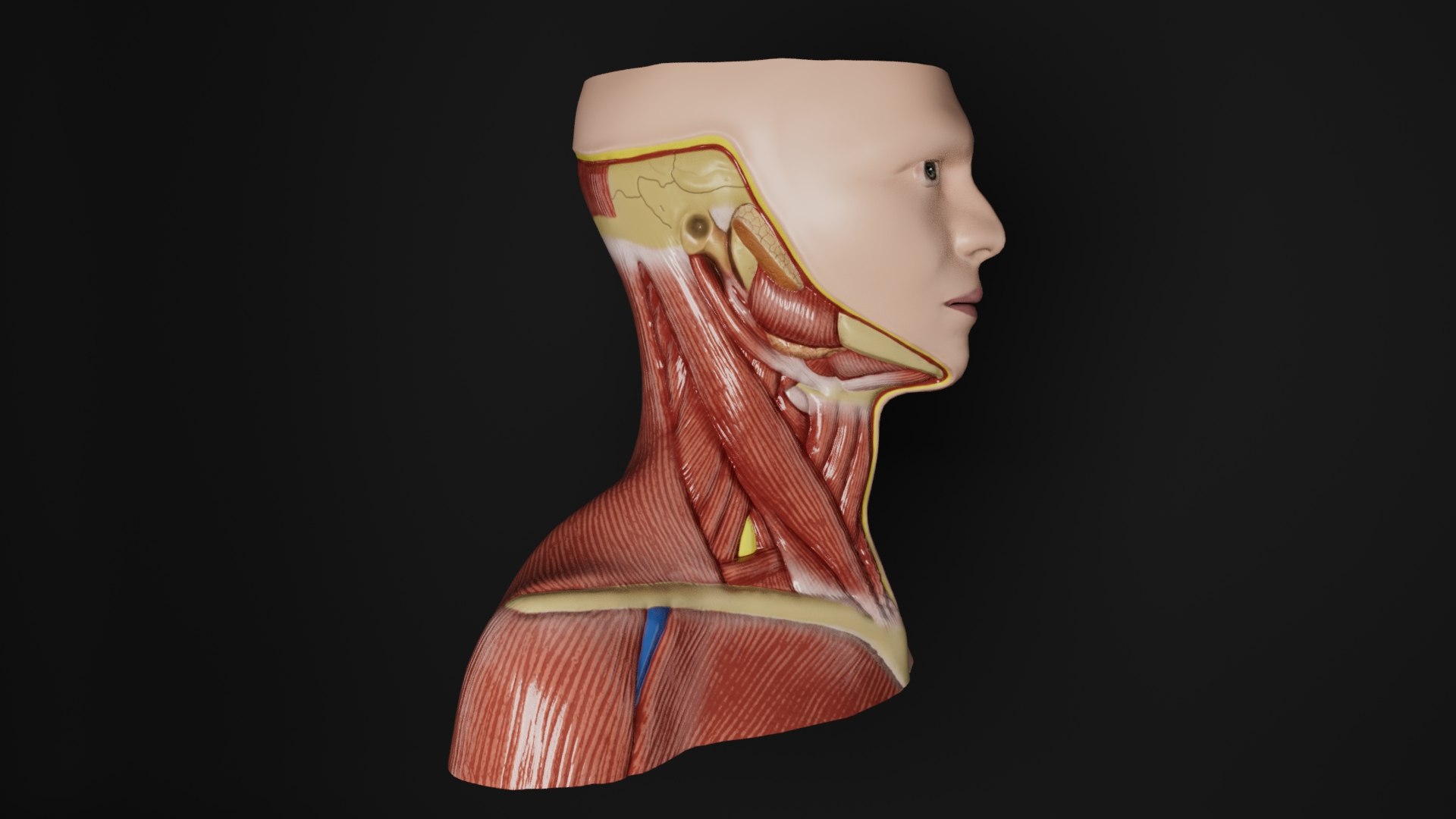 3D Human Anatomy-Neck Lateral Superficial View - TurboSquid 2218734