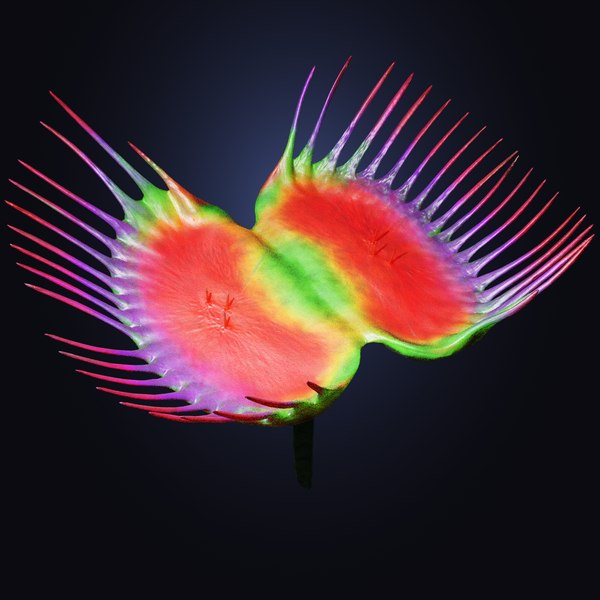 3D model Venus Fly-Trap Rigged - TurboSquid 1915883