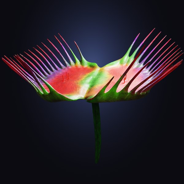 3D model Venus Fly-Trap Rigged - TurboSquid 1915883