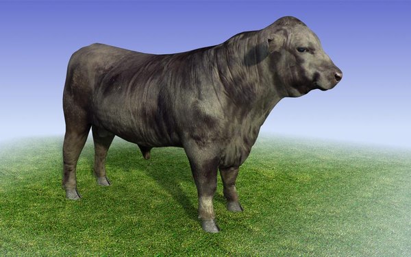 3d sheep cow bull model