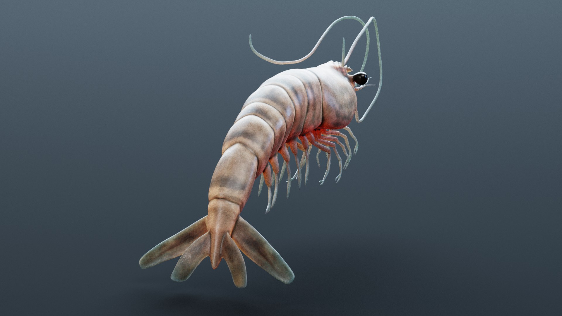 3D Prawn - TurboSquid 1728647