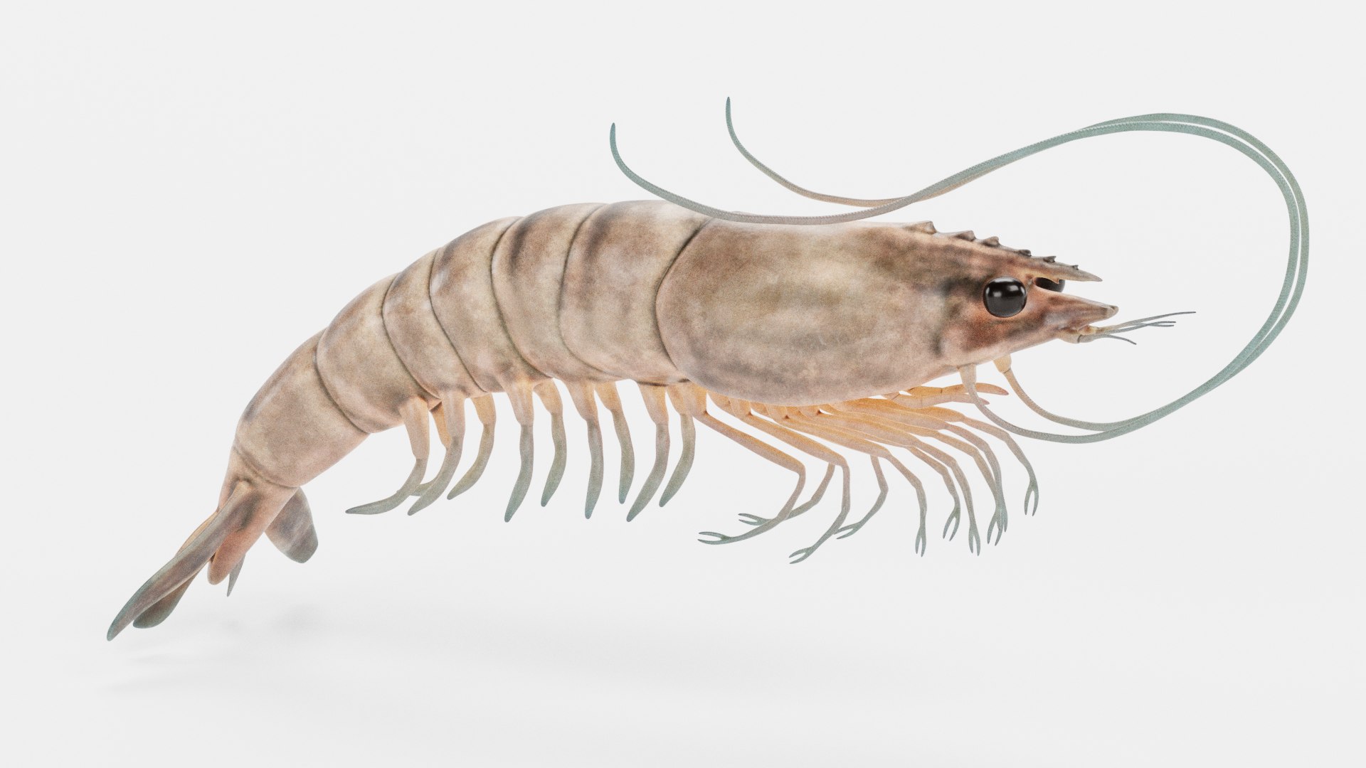 3D Prawn - TurboSquid 1728647