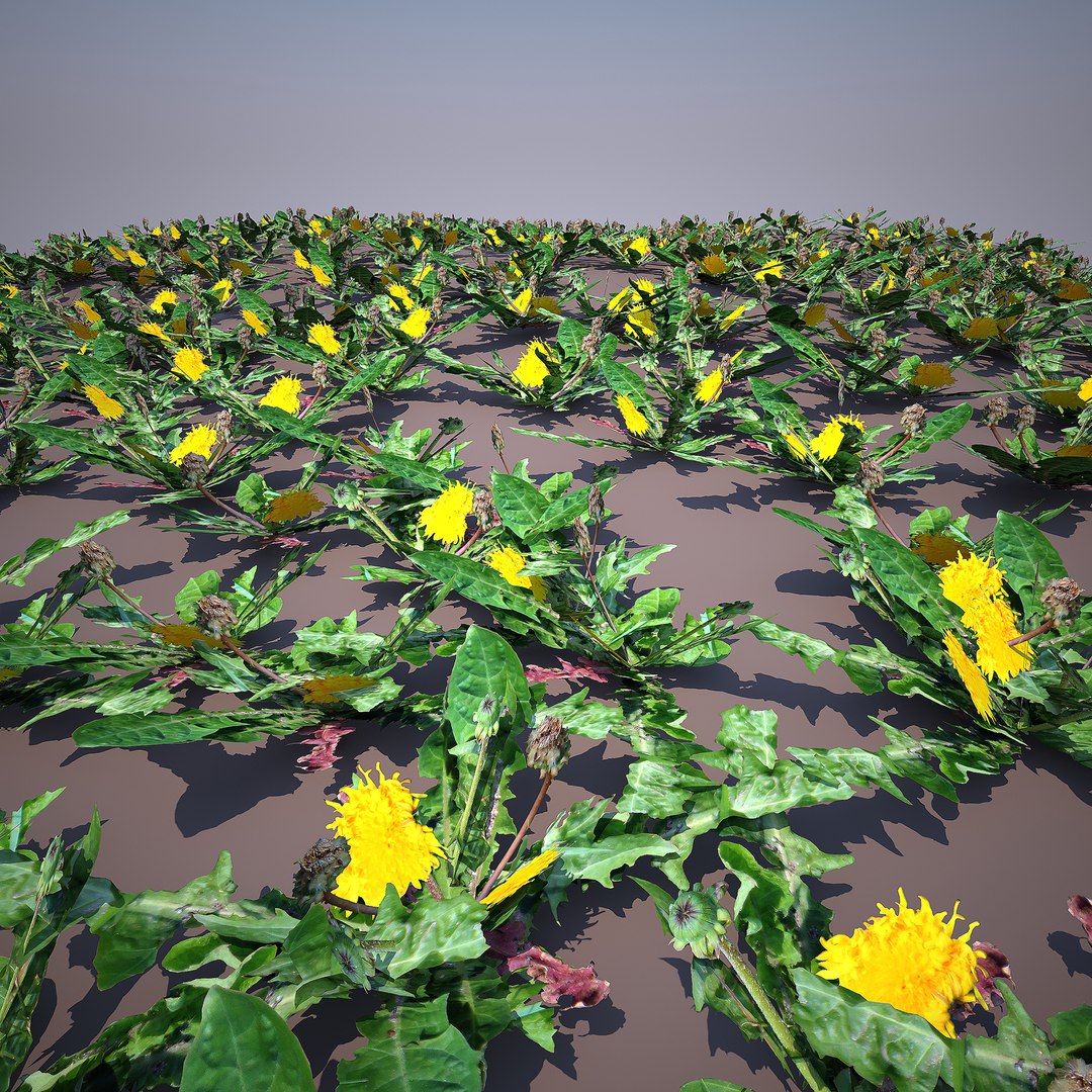 3D dandelion model - TurboSquid 1635688