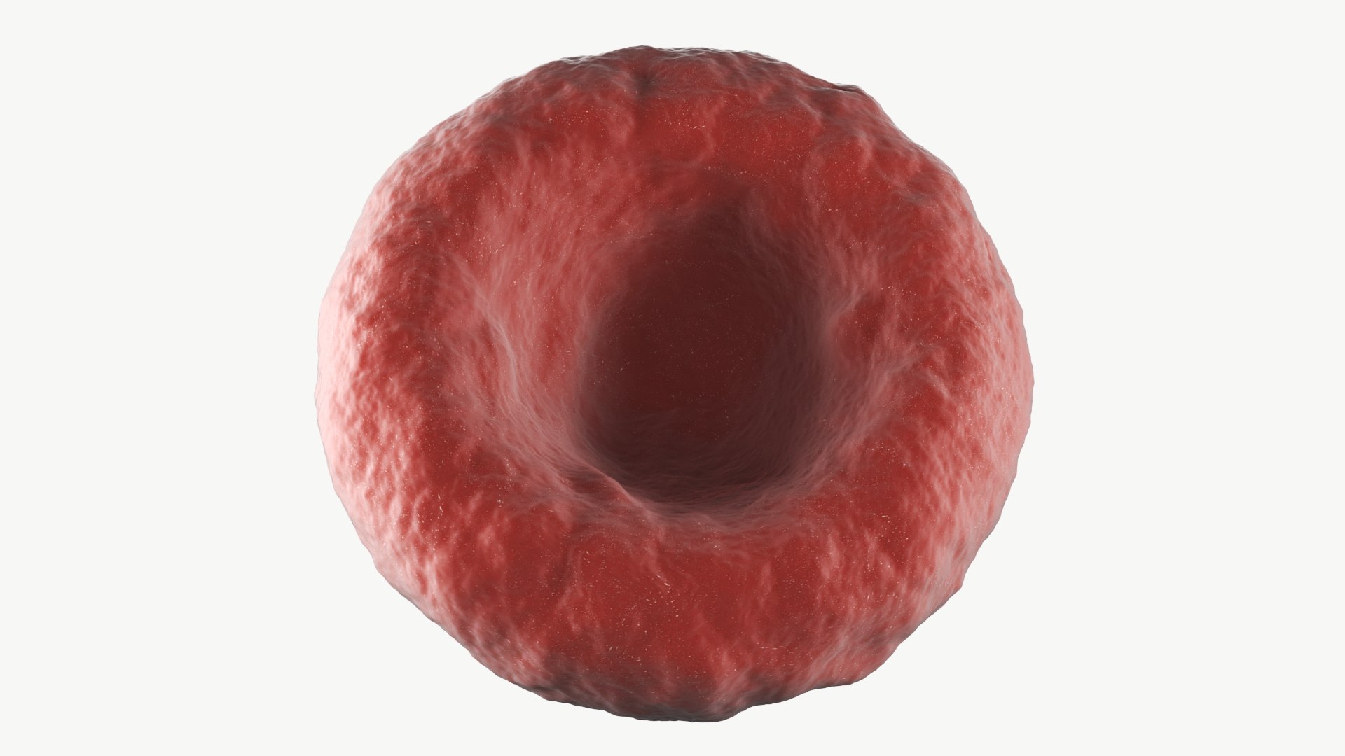 Red Blood Cell 3D Model - TurboSquid 1963237