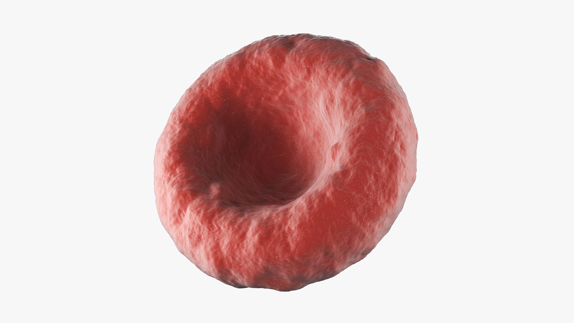 Red Blood Cell 3D Model - TurboSquid 1963237