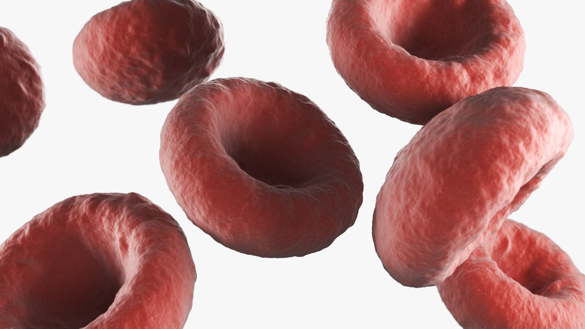 Red Blood Cell 3D Model - TurboSquid 1963237