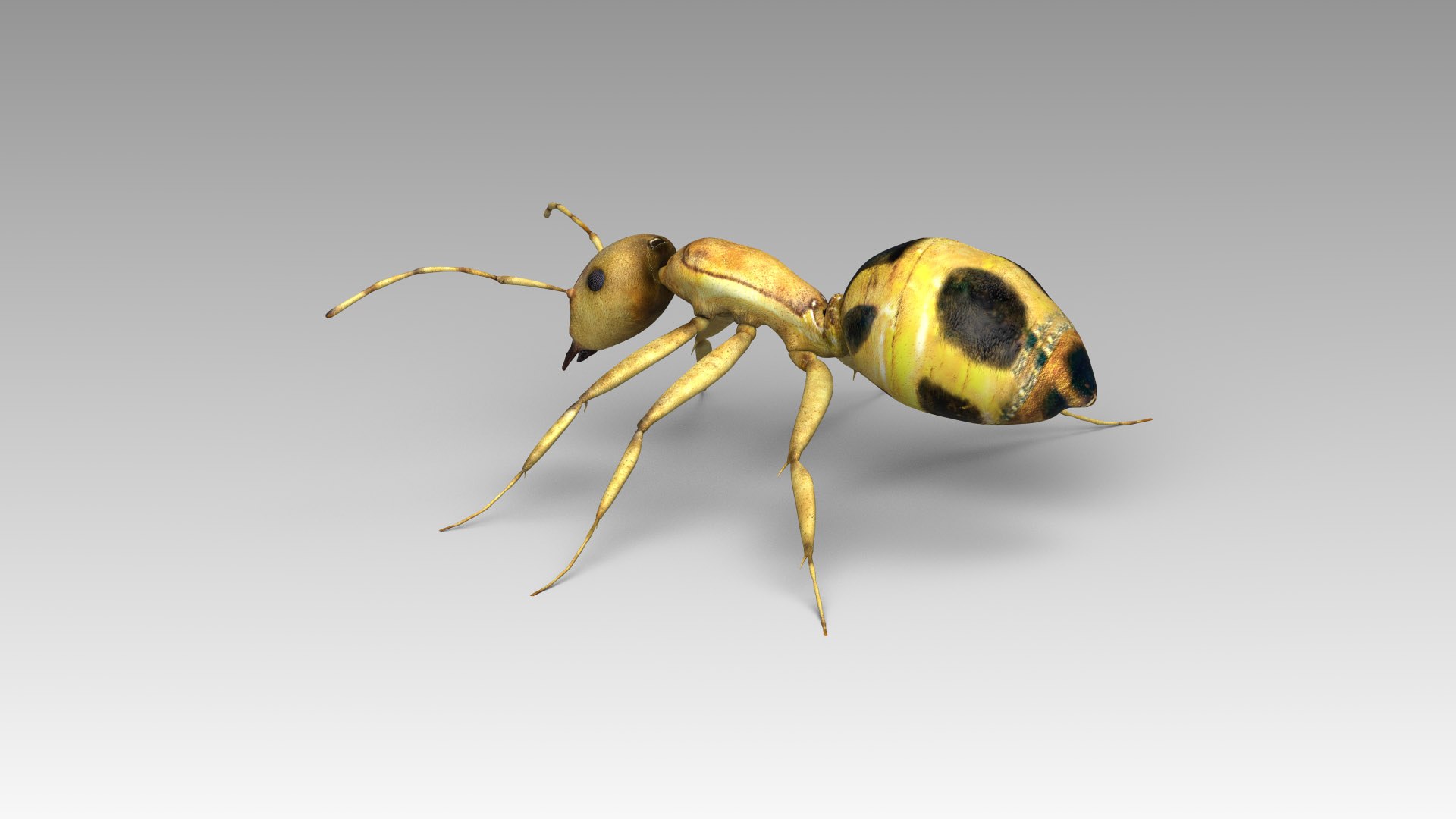 3D model ant animal insect - TurboSquid 1694058