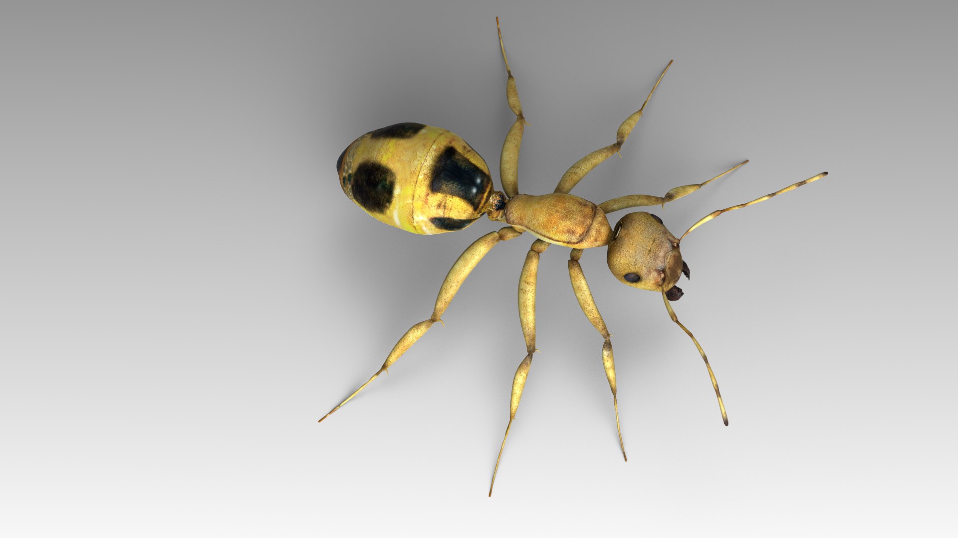 3D model ant animal insect - TurboSquid 1694058
