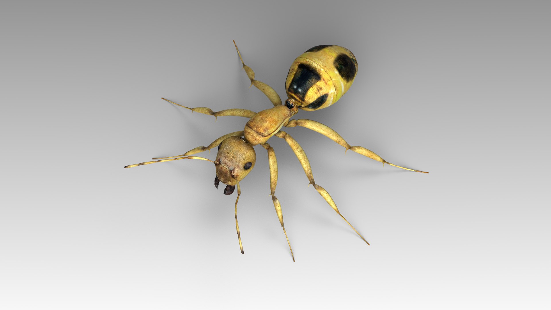 3D model ant animal insect - TurboSquid 1694058