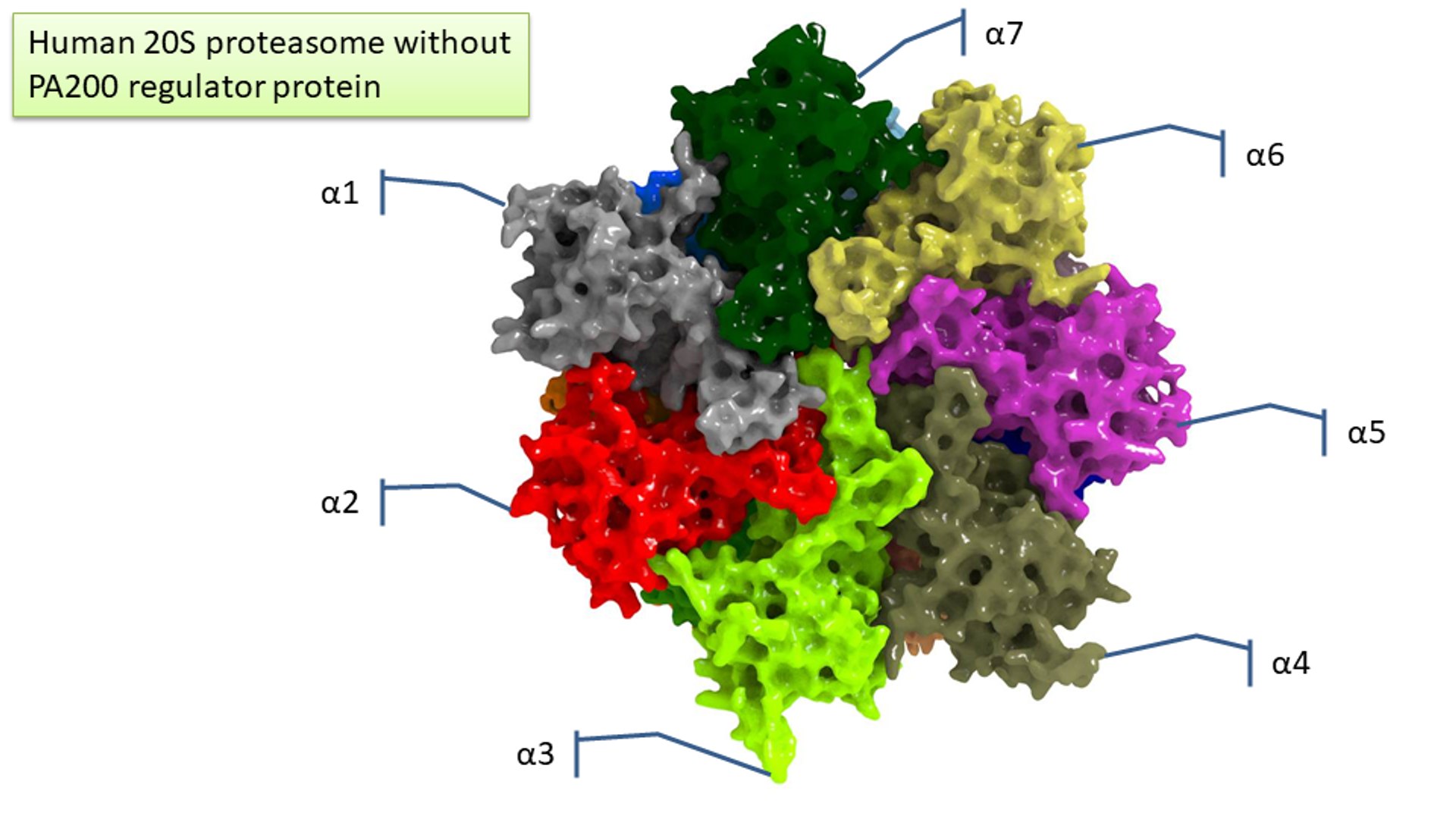 Human 20s Proteasome Pa200 Model - TurboSquid 1600535